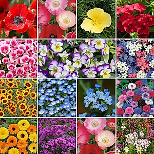 Shorty Low-Grow Wildflower Seed Mix - 1 Pound - Mixed Wildflower Seeds, Attracts Bees, Attracts Butterflies, Attracts Hummingbirds, Attracts Pollinators, Easy to Grow & Maintain, Landscaping