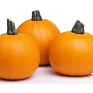David's Garden Seeds Pumpkin Sugar Pie FBA-5544 (Orange) 50 Non-GMO, Heirloom Seeds