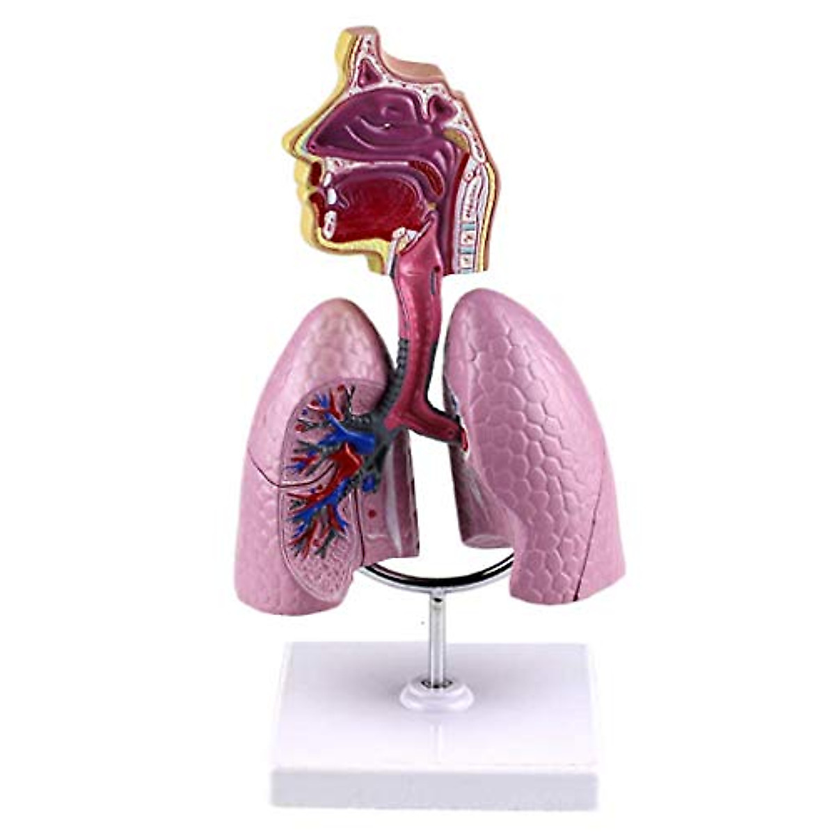 Anatomy Model Human Respiratory System Model -Removable Human Organ Anatomical Anatomy Model -Human Internal Organs Nasopharyngeal Anatomy Respiratory Lung Structure Teaching Model