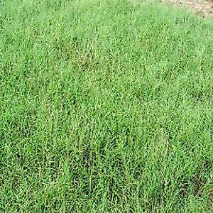 Giant Bermuda Grass Seeds Hulled 1/4 lb. Coastal Bermuda Alternative
