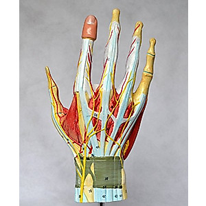 Medical Anatomical Hand Skeleton Model with Ligaments, Muscles, Nerves and Arteries, 7-Part, Life Size