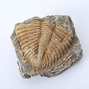 Set of 5 Authentic Arthropod Real Trilobite Tail Fossil Rocks Kit Come 450 Million Years ago for Collections and Education