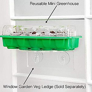 Window Garden - Pumpkin Vegetable Starter Kit - Grow Your Own Food. Germinate Seeds on Your Windowsill Then Move to a Patio Planter or Vegetable Patch. Mini Greenhouse System - Easy. (Pumpkin)