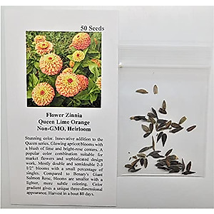 David's Garden Seeds Flower Zinnia Queeny Lime Orange 7676 (Orange) 50 Non-GMO, Open Pollinated Seeds