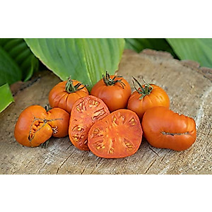 Amana Orange Beefsteak Heirloom Tomato Seeds for Planting, 50+ Heirloom Seeds Per Packet, Non GMO Seeds, (Isla's Garden Seeds), Botanical Name: Lycopersicon esculentum, Great Home Garden Gift