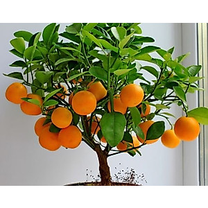 10 Edible Fruit Orange Tree Seeds, Bonsai Citrus Orange Tree Seeds
