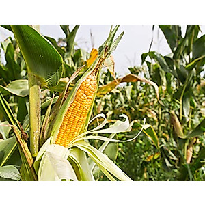 Early Sunglow Sweet Yellow Corn Seeds for Planting, 50+ Seeds Per Packet, (Isla's Garden Seeds), Non GMO Seeds, Botanical Name: Zea mays, Delicious Corn Variety, Great Home Garden Gift