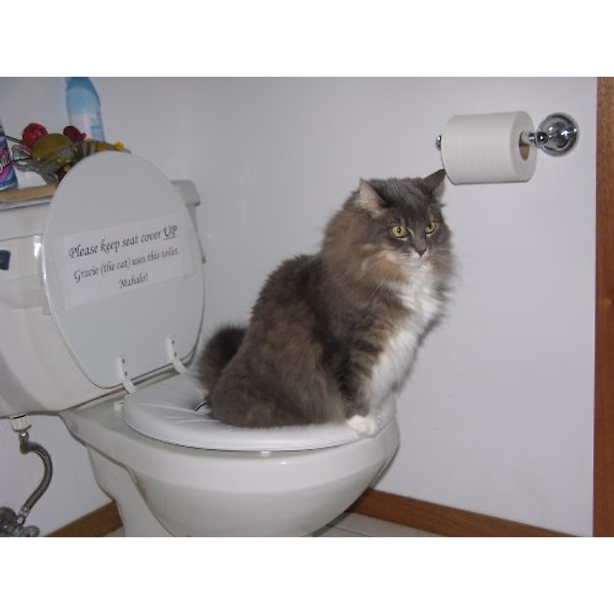CitiKitty Cat Toilet Training Kit (One Pack)
