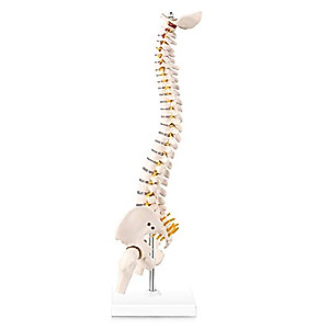 LYOU Miniature Spine Anatomy Model, 15.5" Mini Vertebral Column Model with Spinal Nerves, Pelvis, Femur, Mounted On a Base