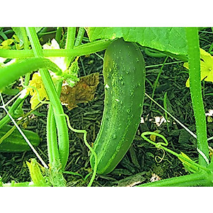 Cucumber, Straight Eight Cucumber Seeds, Heirloom, 25 Seeds, Great for Salads/Snack