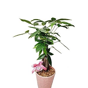 Money Tree Braided Bonsai in Tall 6" Ceramic Pot