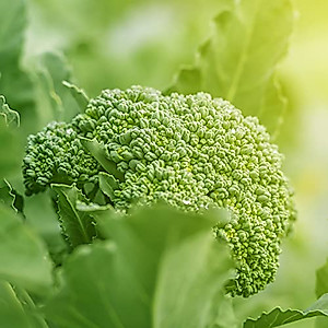 Purely Organic Products Purely Organic Heirloom Broccoli Seeds (Heirloom Waltham 29) Approx 750 Seeds