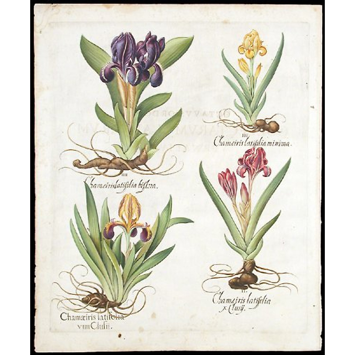 Chamµiris latifolia VIIII Clusii [Variegated dwarf bearded iris]; Chamµiris latifolia X Clusii [Mauve dwarf bearded iris]; Chamµiris latifolia minima [Cream-colored dwarf bearded iris]; Chamµiris latifolia biflora [Blue dwarf bearded iris]