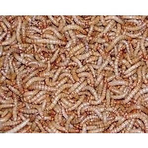 10,000 Live Mealworms, Reptile, Birds, Chickens, Fish Food (large)