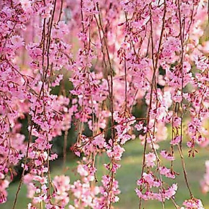30 Pcs Weeping Sakura Seeds Plant Cherry Blossom Seeds,for Growing Seeds in The Garden or Home Vegetable Garden