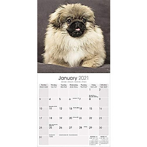 Pekingese Calendar - Dog Breed Calendars - 2020 - 2021 wall calendars - 16 Month by Avonside