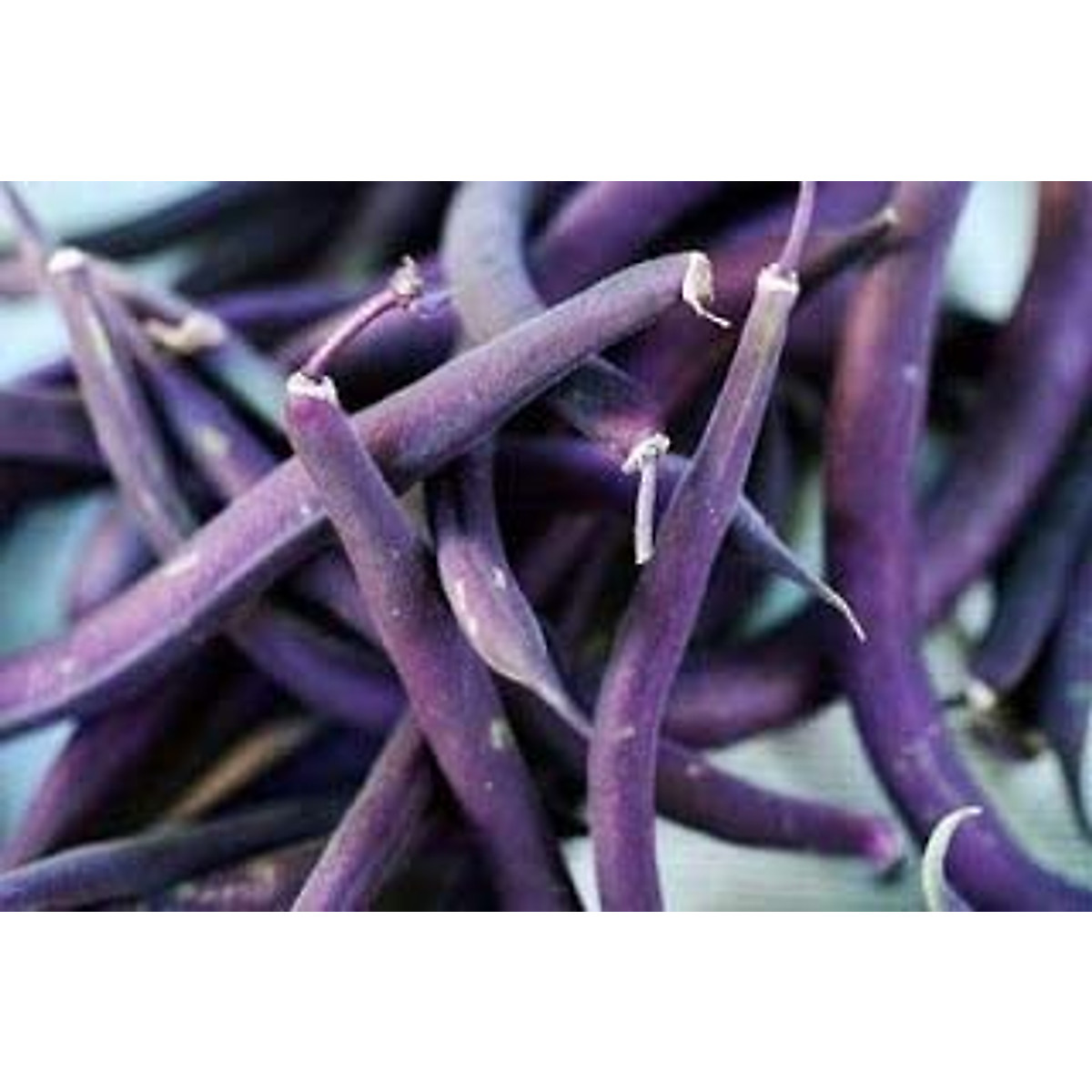 Royal Burgundy Bush Bean Seeds for Planting, 30 Heirloom Seeds Per Packet, (Isla's Garden Seeds), Non GMO Seeds, Botanical Name: Phaseolus vulgaris, Great Home Garden Gift