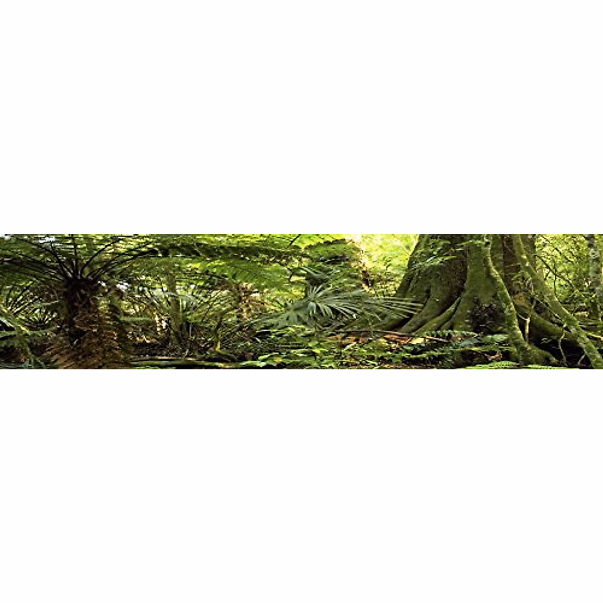 Reptile Habitat Background; Rain Forest, for 36Lx18Wx18H Terrarium, 3-Sided Wraparound