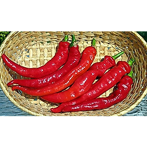 30+ Cow Horn Hot Pepper Seeds Heirloom Non-GMO Spicy, 10" Long, Productive! from USA