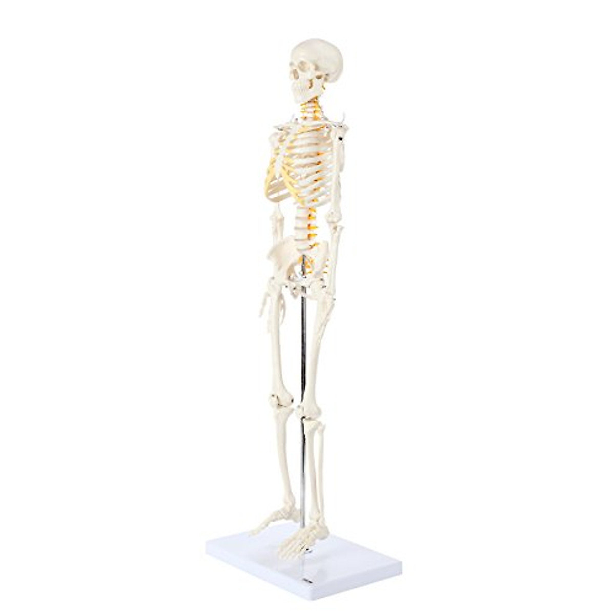 Axis Scientific Mini Human Skeleton Model with Metal Stand, 31" Tall with Removable Arms and Legs, Easy to Assemble, Includes Detailed Product Manual for Study