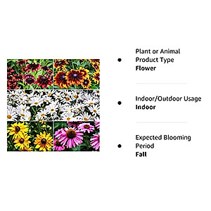 1300+ Black Eyed Susan Flower Coneflower Seeds for Planting - Includes Gloriosa Daisy Rudbeckia Hirta, Carpet Creeeping Daisy and Purple Coneflower Seeds