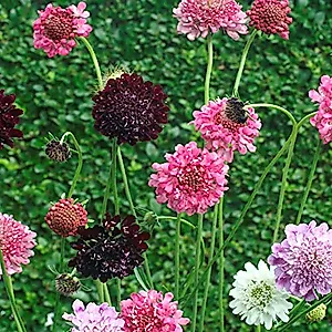 Outsidepride Annual Scabiosa Dwarf Double Pincushion Garden Cut Flower Mix for Arrangements, Drying, & Pressing - 200 Seeds