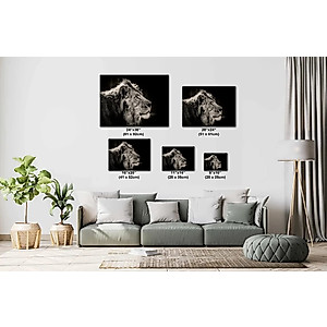 Lion (Panthera leo) - Print/Canvas/Acrylic/Metal (Print Only, 11x14 Inches)