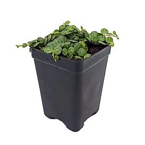 String of Hearts/Turtles/Peace Sign/Cross - Peperomia prostrata- 2.5" Pot