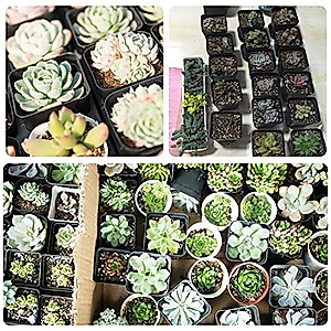 GOETOR Pastic Nursery Pots Square Plant Pot 100 Pcs Durable Balck Starter Container for Starting Seedlings or Succulents (2.2 Inch)