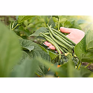 "Harvester" Bush Bean Seeds for Planting, 50+ Heirloom Seeds Per Packet, (Isla's Garden Seeds), Non GMO Seeds, Botanical Name: Phaseolus vulgaris, Great Home Garden Gift