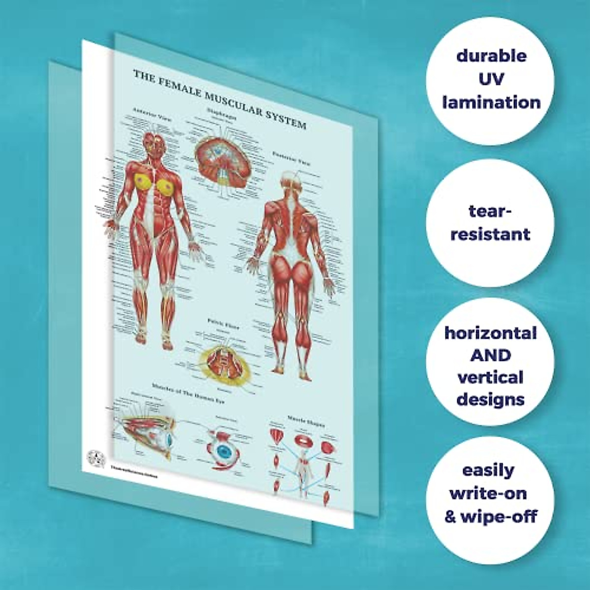 THE ART OF SCIENCE 2-Pack Muscular System Posters - Male and Female Muscle System Models - Human Anatomy Posters, Medical Posters, Human Body Posters - Laminated - 18x30