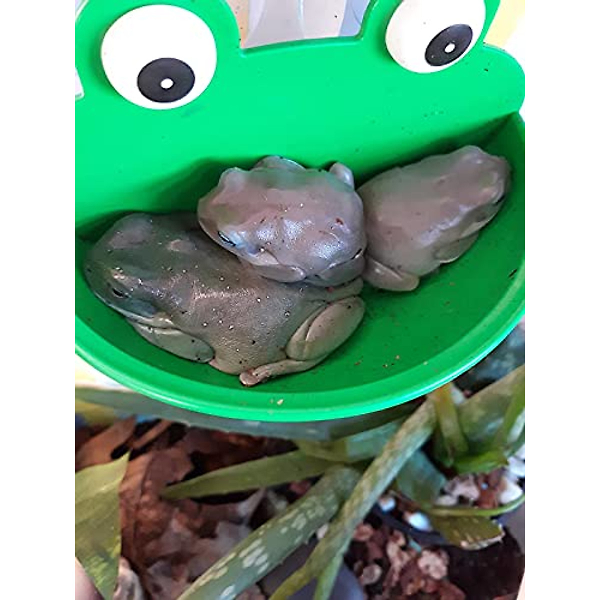 2 Pieces Frog Habitat with Dual Suction Cups Cute Fish Tank for Amphibian Aquatic Toad Frog Tadpole Tree Frog Small Aquatic Animals