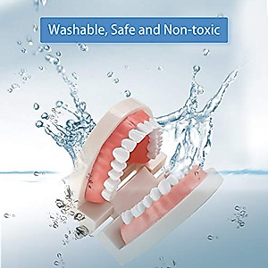 Dental Adult Standard Teeth Model, Typodont Demonstration Denture Model|Mouth Teeth Model Dental Supplies for Kids, Dentist Students, Patient, Teaching, Studying, Displaying, Educating