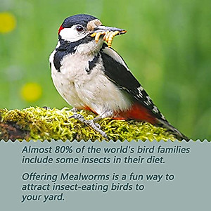 Hana Panda 100% Natural Dried mealworms High Protein Mealworms for Wild Birds, Chicken Treats, Fish & Reptiles,Hamsters and Hedgehogs All Natural Animal Feed