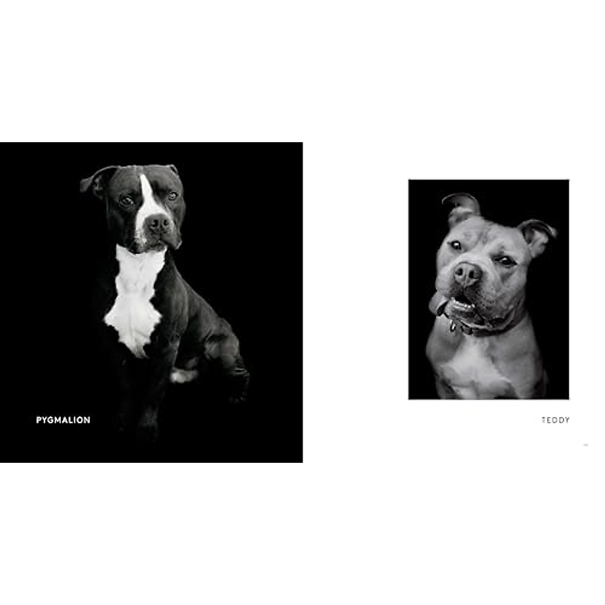 Finding Home: Shelter Dogs and Their Stories