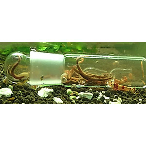 Planaria Trap Leech & Flatworm Trap/Catcher for Shrimp Tank or Aquarium by Awesome Aquatic (Combo 1 ea Glass 3 / Plastic 8 Hole)