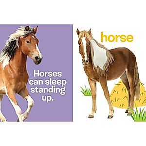 Touch and Feel Farm Animals - Novelty Book - Children's Board Book - Interactive Fun Child's Book