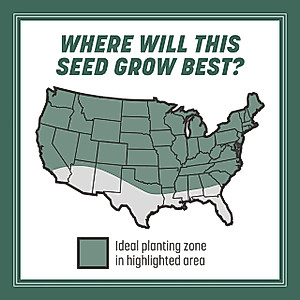 Pennington Kentucky 31 Tall Fescue Penkoted Grass Seed 3 lb, Green