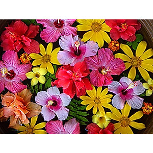 Ricoh WG-70 Black Waterproof Digital Camera 16MP (Orange) (Intenational Model)