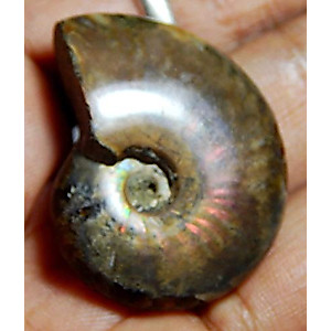 phoenix888 XUETZALCOATL Very Rare Jyoti Ratna Garbha Shaligram 1pcs