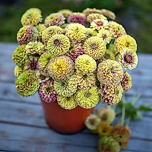 Zinnia Seeds - Queen Lime Blush - Packet - Pink/Green Flower Seeds, Open Pollinated Seed Attracts Bees, Attracts Butterflies, Attracts Hummingbirds, Attracts Pollinators, Easy to Grow & Maintain