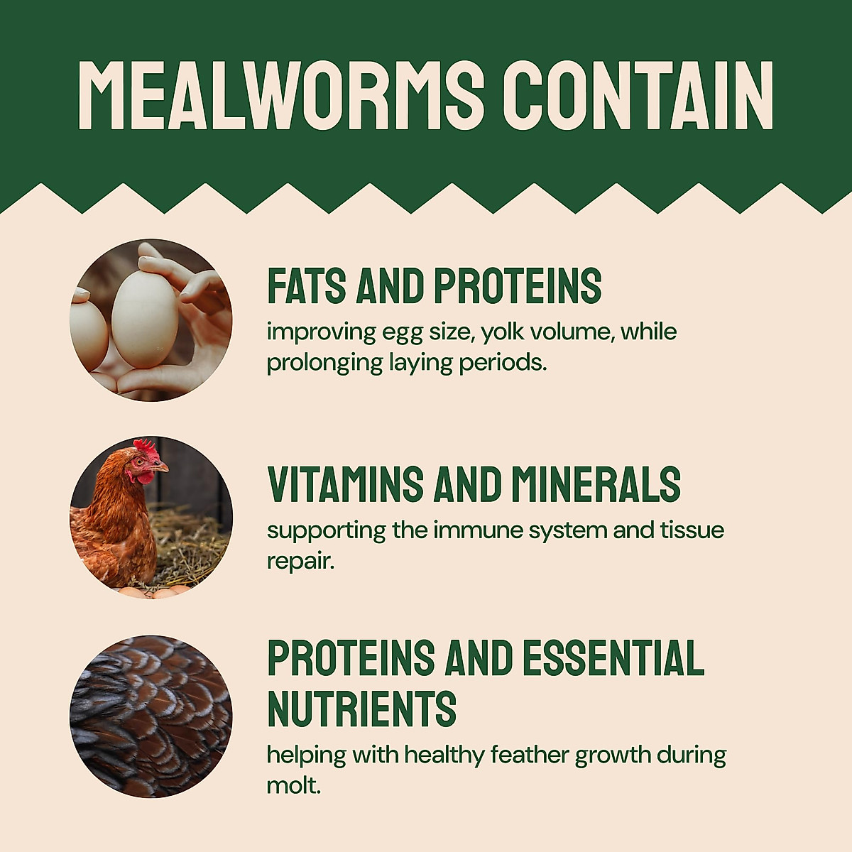 Hatortempt 5 lbs Non-GMO Dried Mealworms-High-Protein Mealworms for Wild Bird ,Chicken, Ducks,Fish,Reptile, Tortoise , Amphibian,Lizard