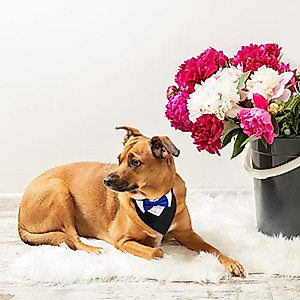 URROMA 1 Pack Blue Bow Formal Dog Tuxedo Bandana, Adjustable Blue Dog Wedding Collar Pet Costume Neckerchief for Small Dogs and Cats, L
