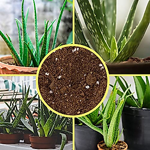 Aloe Vera Soil Blend, Hand Blended Aloe Vera and Succulent Soil Mix, Re-Pots 4-6 Small Plants, 2-4 Medium Plants, or 1-2 Large Plants, All Natural (4qts)