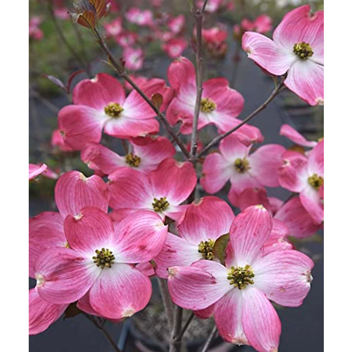 TriStar Plants - Flowering Dogwood Cherokee Brave - 1 Gallon, 4'ft Tall - Rooted Established Pot - ornus Florida 'Comco No. 1, Fast Growing Tree, Spring Flowers