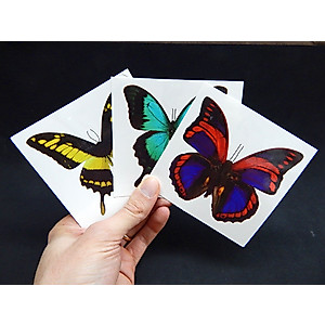 Large Butterfly Temporary Tattoos by Butterfly Utopia (6 Sheets)
