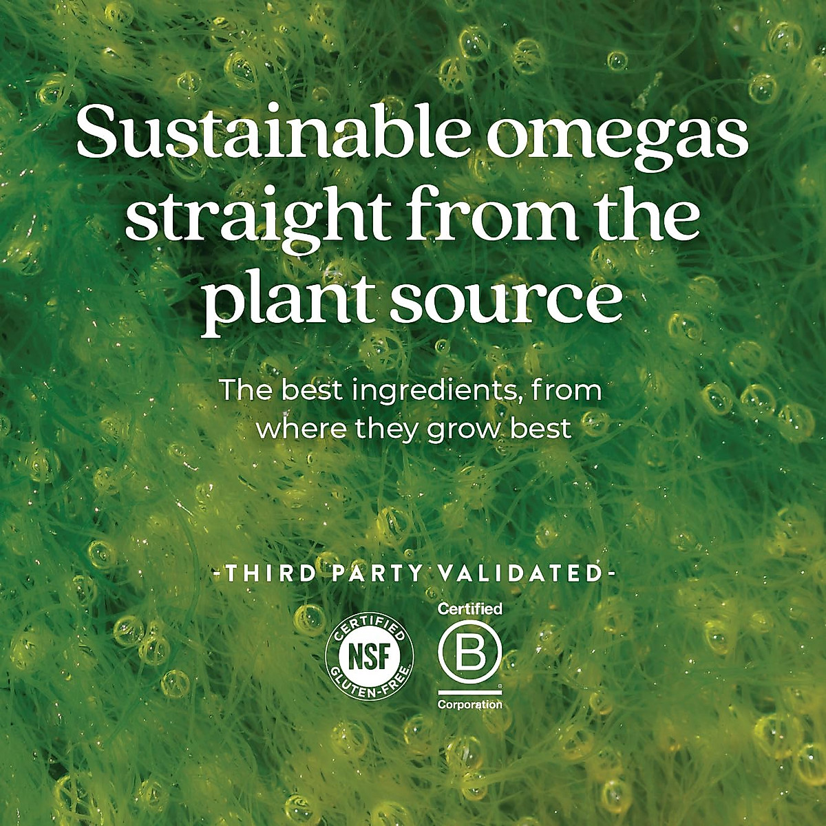 New Chapter Vegan DHA, EPA, and DPA Supplement- Vegan Omega-3 Complex for Heart, Brain, Eye & Joint Support - 30 Softgels