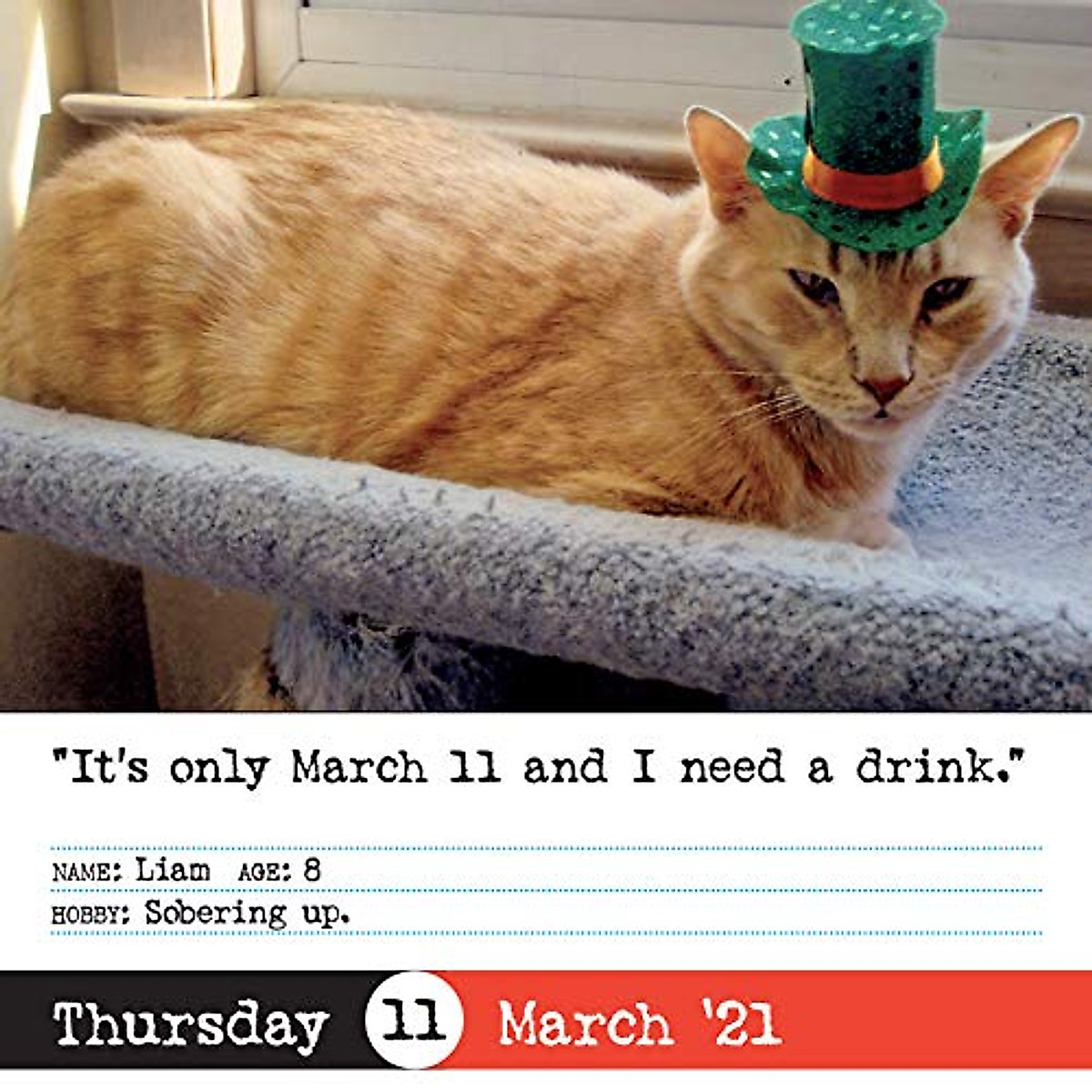 Bad Cat Page-A-Day Calendar 2021