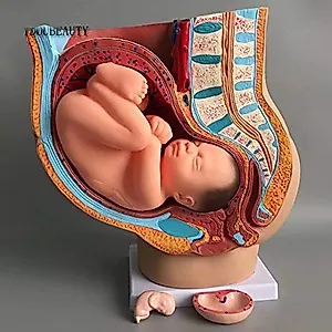 Medical Anatomical Pregnant Human Female Pelvis with Pregnancy 9 Months Baby Fetus Model Life Size with Removable Organs, 4-Parts, Hand Painted