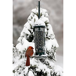 Squirrel Buster Mini Squirrel-Proof Bird Feeder w/4 Metal Perches, 0.98-Pound Seed Capacity & Wagner's 76027 Black Oil Sunflower Wild Bird Food, 25-Pound Bag
